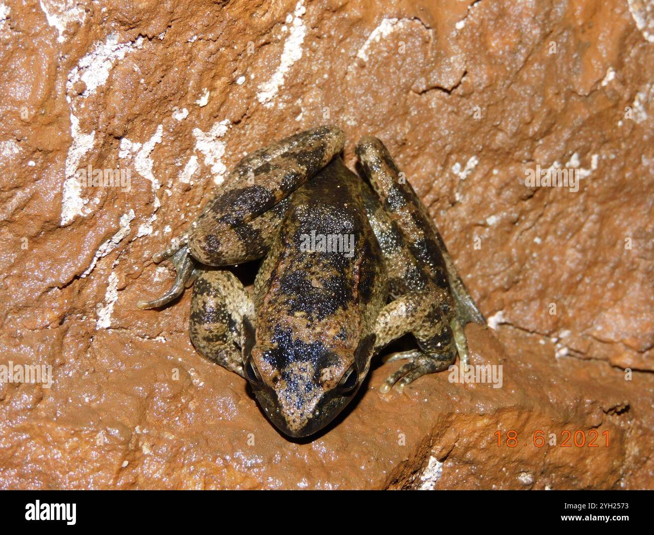 Italian Stream Frog (Rana italica Stock Photo - Alamy