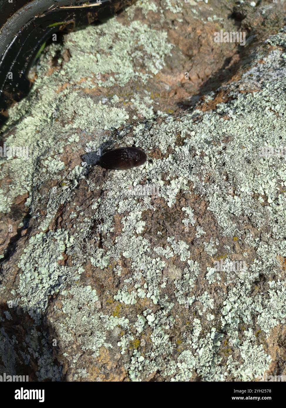 Greenhouse Slug (Milax gagates Stock Photo - Alamy