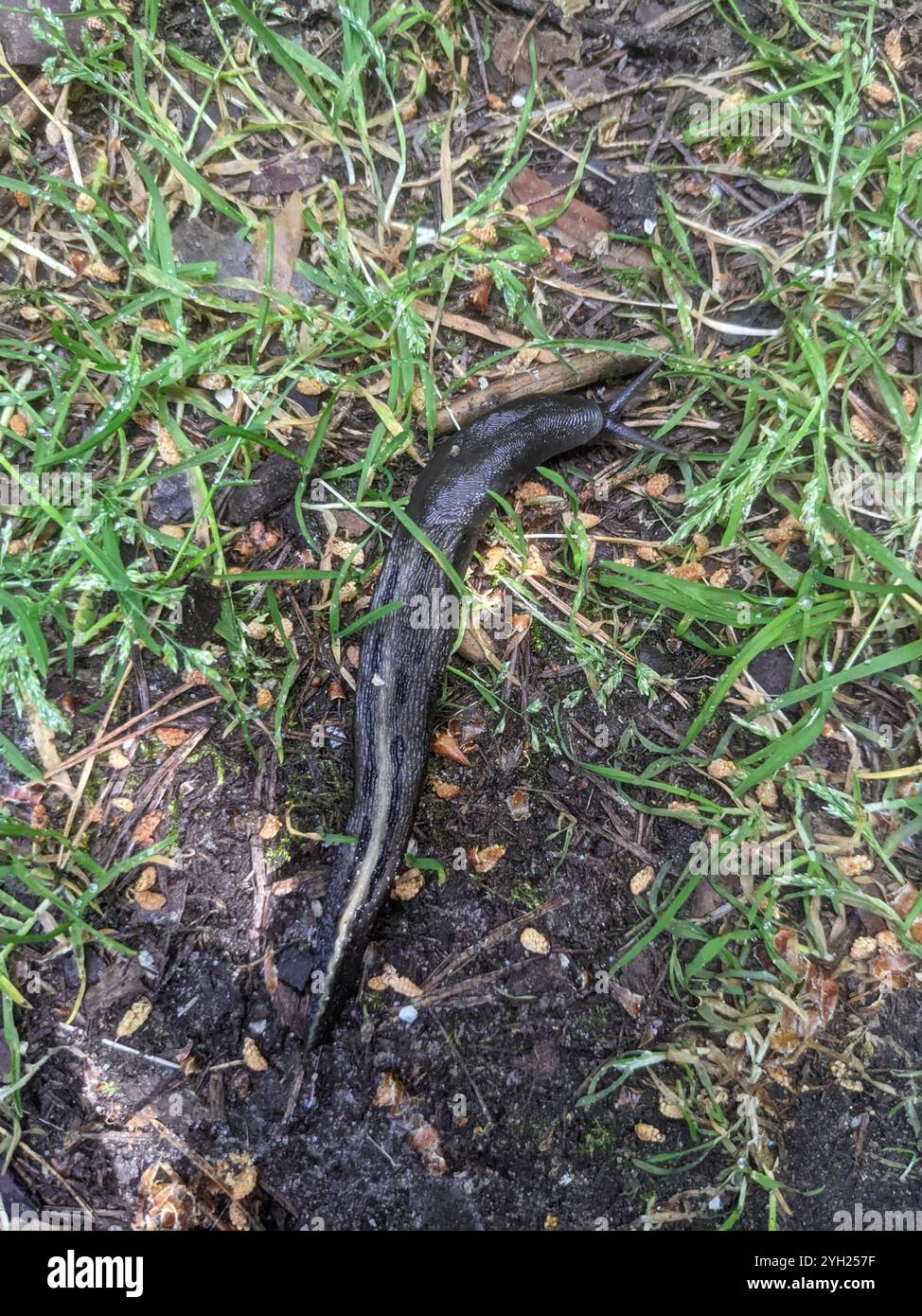 Ash black slug hi-res stock photography and images - Alamy