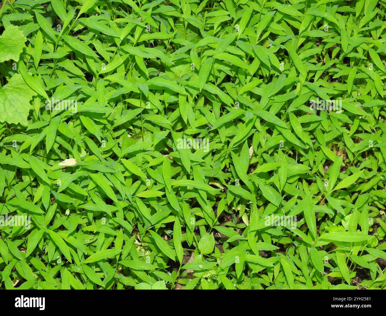 Japanese stiltgrass (Microstegium vimineum Stock Photo - Alamy