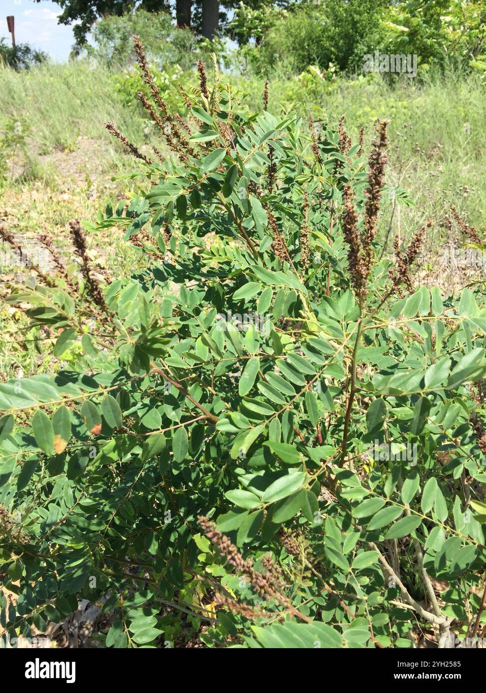 false indigo bush (Amorpha fruticosa Stock Photo - Alamy