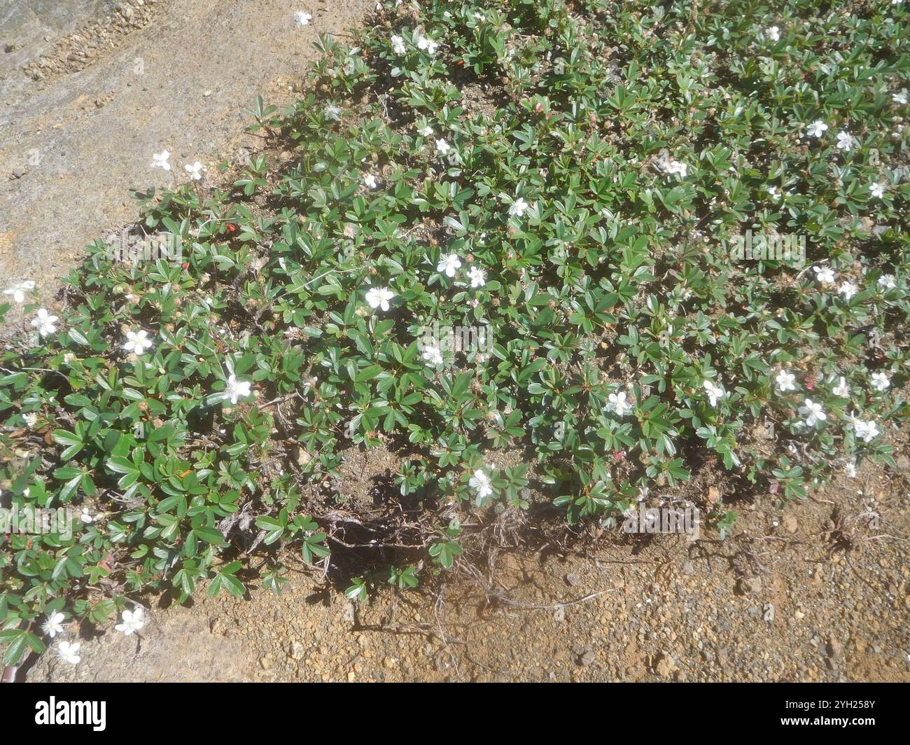 three-toothed cinquefoil (Sibbaldiopsis tridentata Stock Photo - Alamy