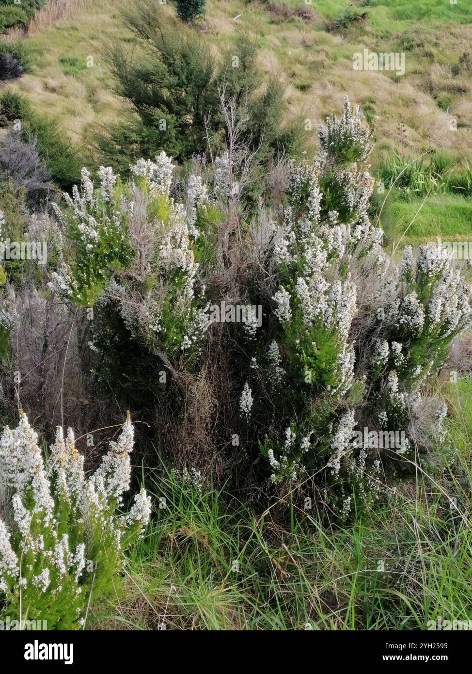 Portuguese Heath (Erica lusitanica Stock Photo - Alamy