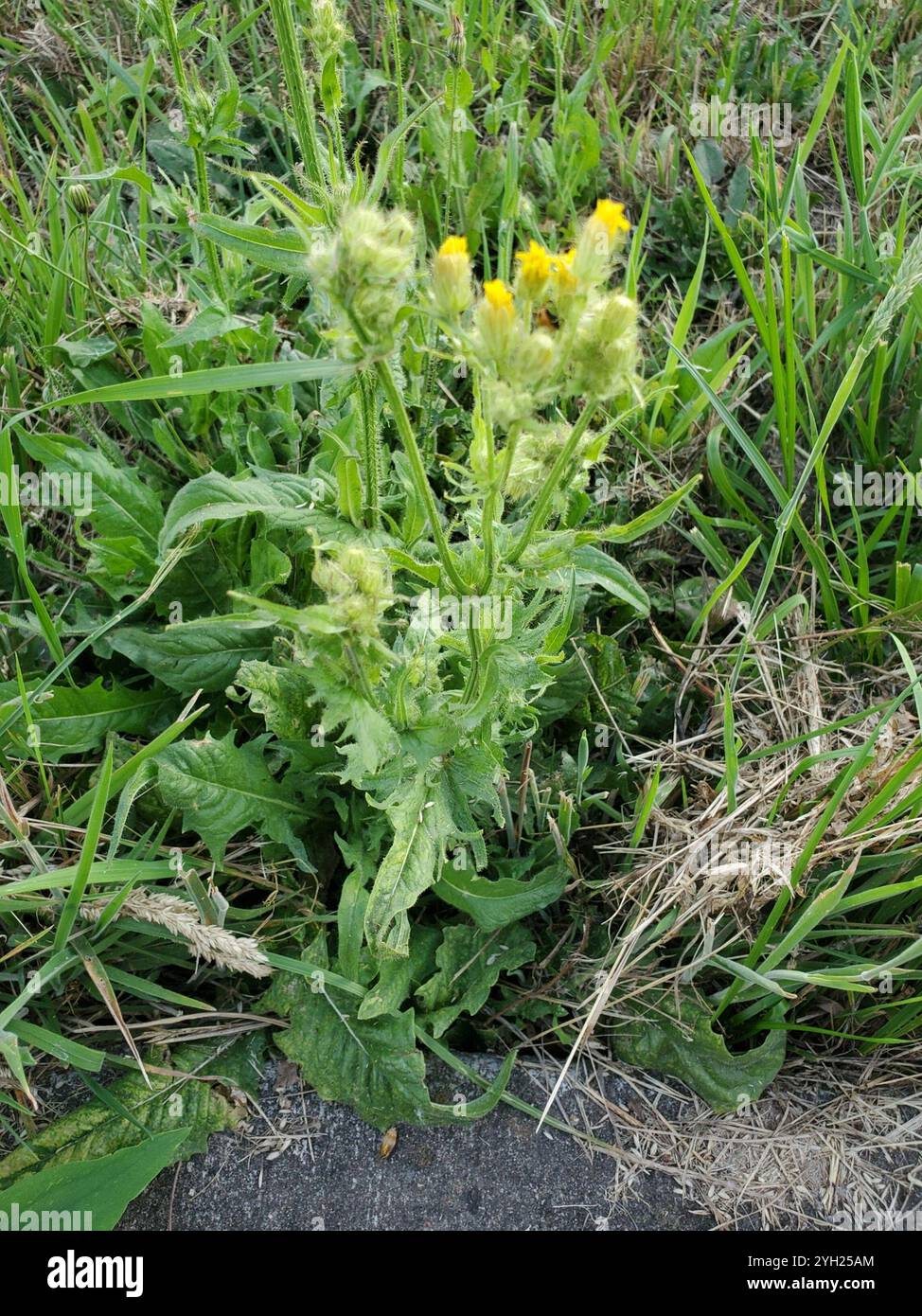 Crepis setosa hi-res stock photography and images - Alamy