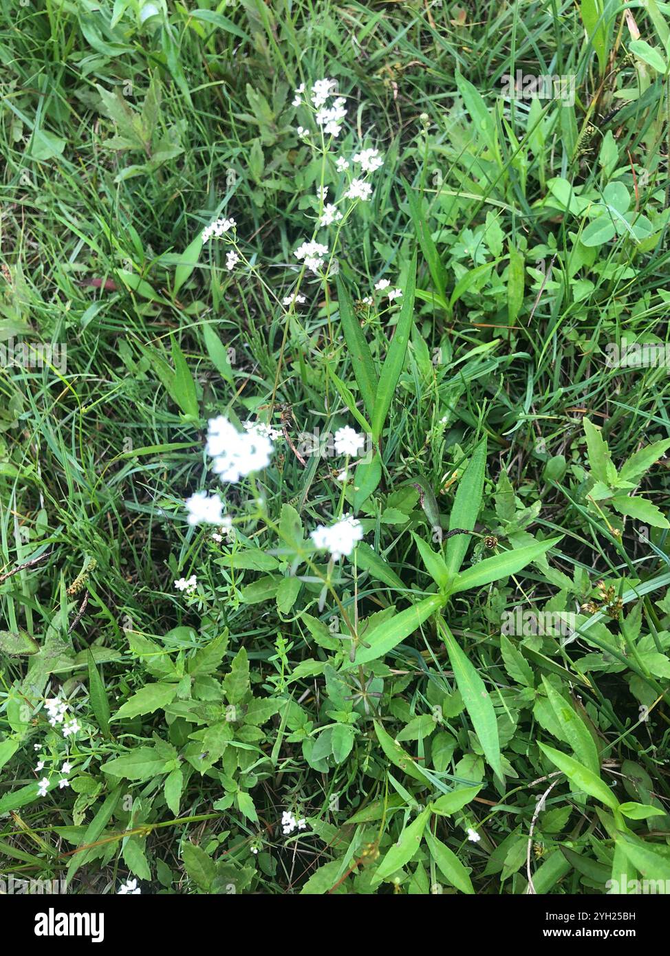 Common Marsh-bedstraw (Galium palustre Stock Photo - Alamy