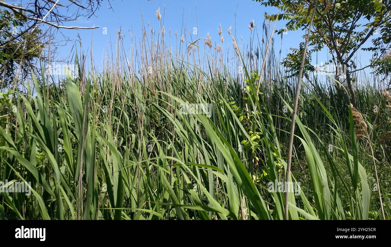 common reed (Phragmites australis Stock Photo - Alamy