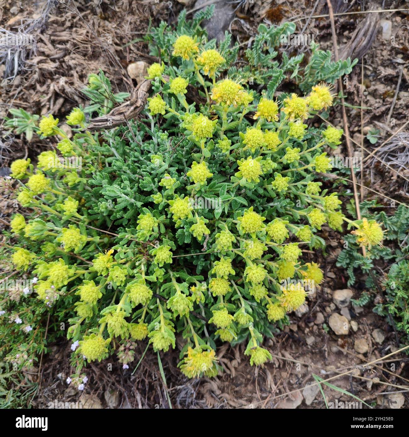 Gold germander (Teucrium aureum Stock Photo - Alamy