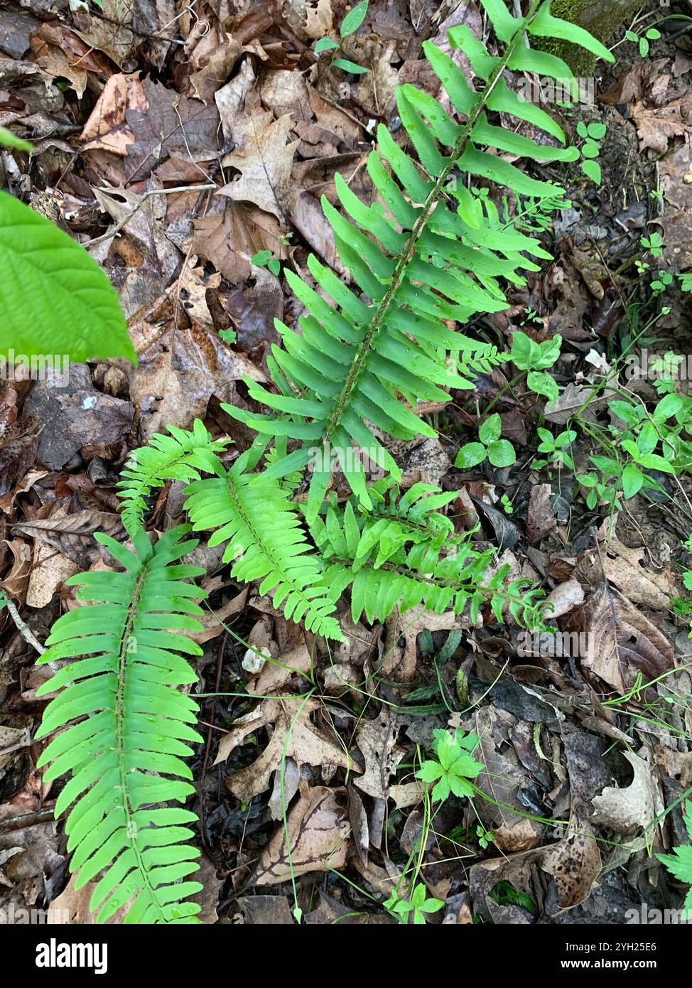 Christmas fern (Polystichum acrostichoides Stock Photo - Alamy