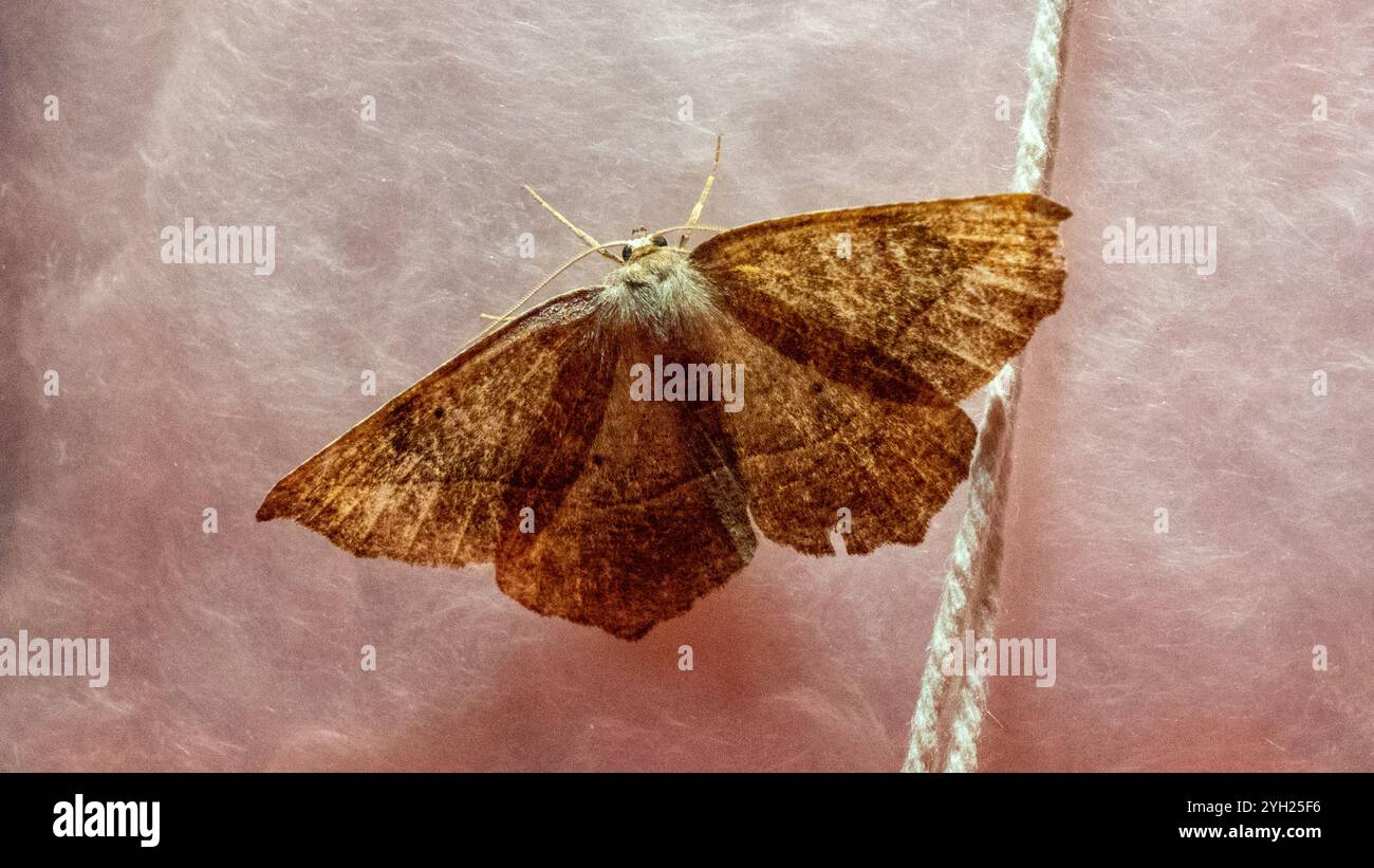 Curved-toothed Geometer Moth (Eutrapela clemataria Stock Photo - Alamy