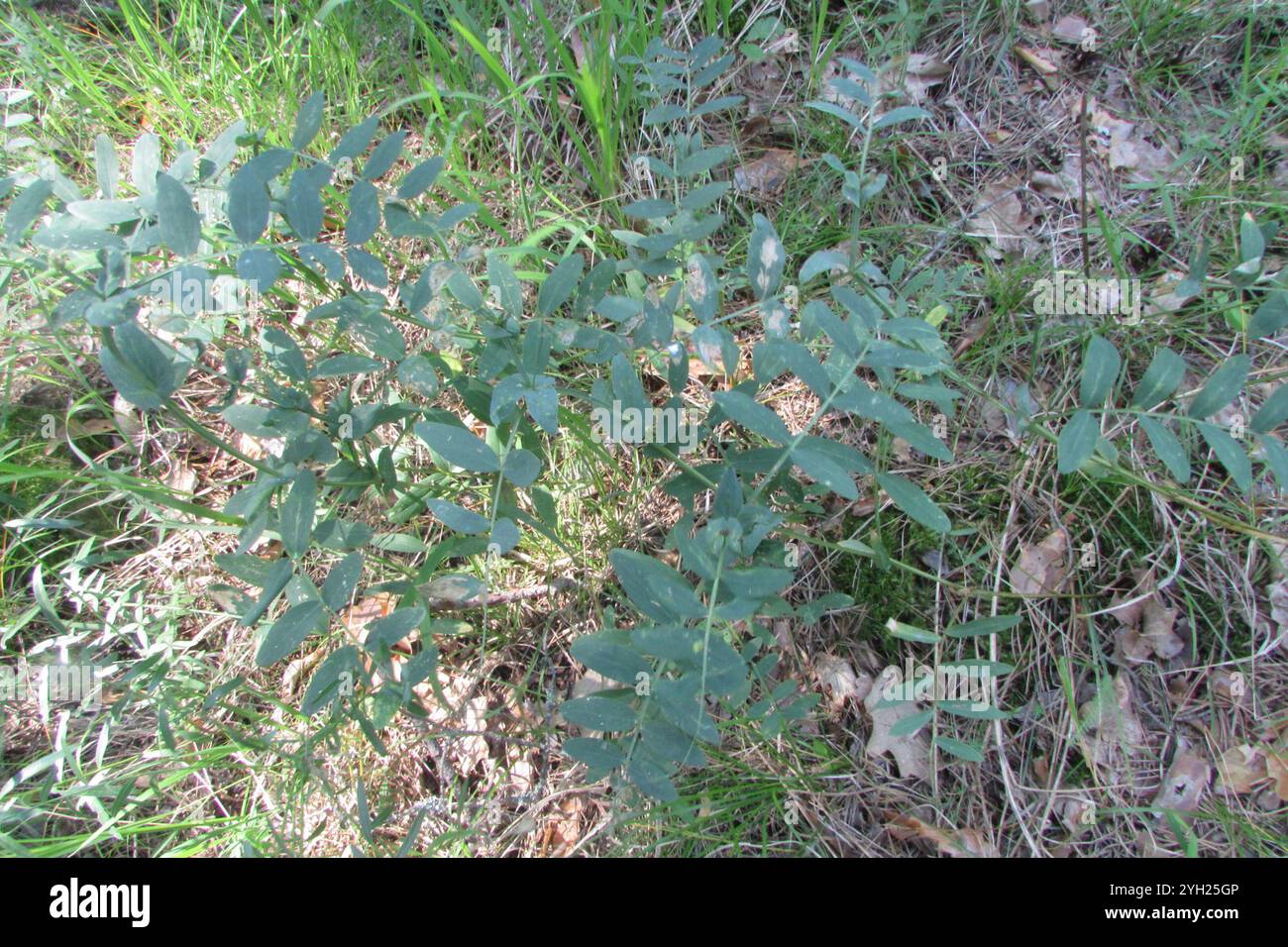 Pisiform grass-pea (Lathyrus pisiformis Stock Photo - Alamy