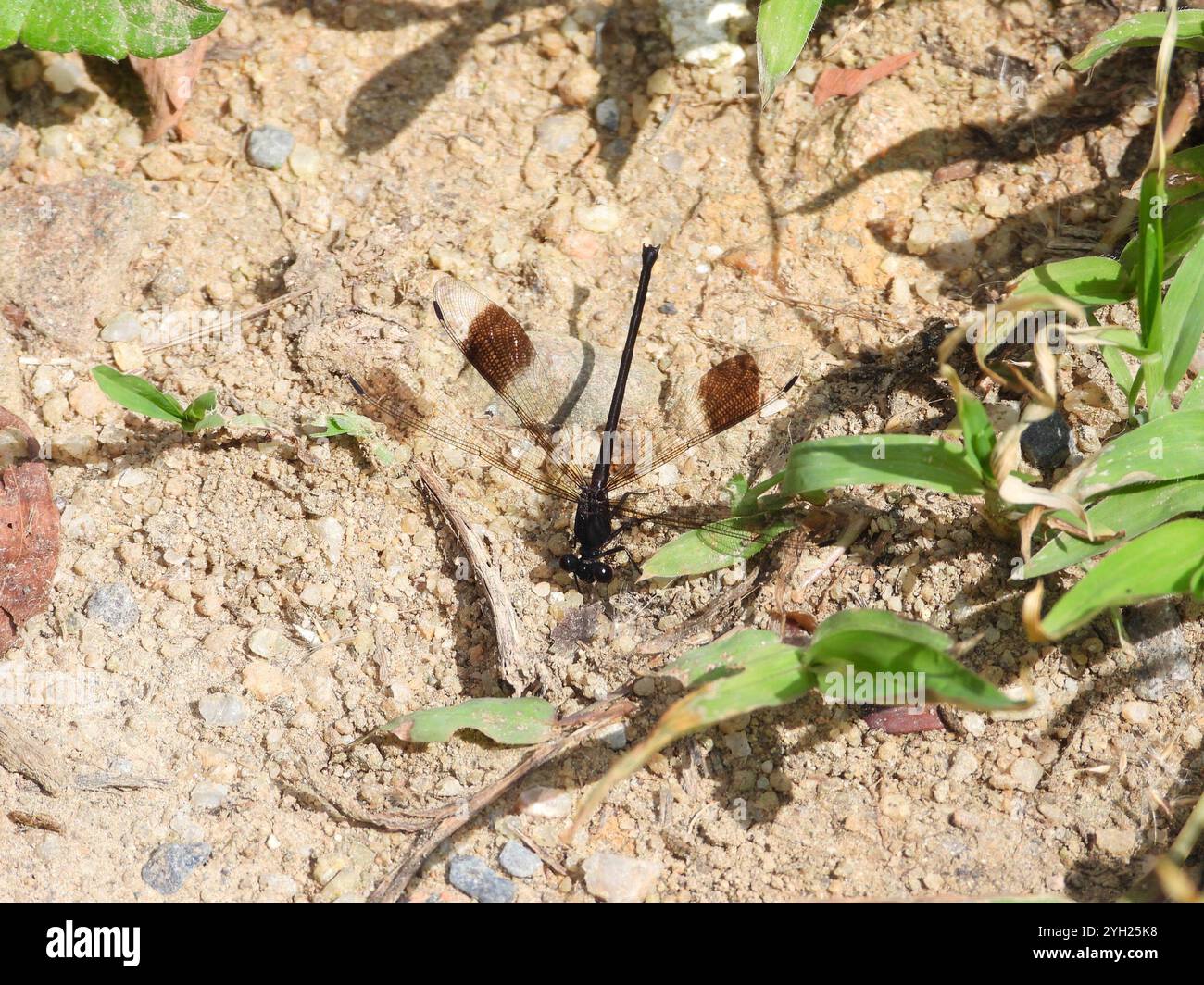 Euphaea decorata hi-res stock photography and images - Alamy