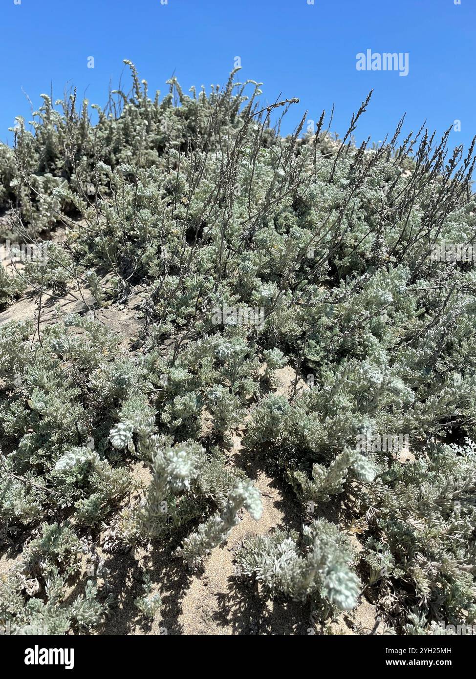 coastal sagewort (Artemisia pycnocephala Stock Photo - Alamy