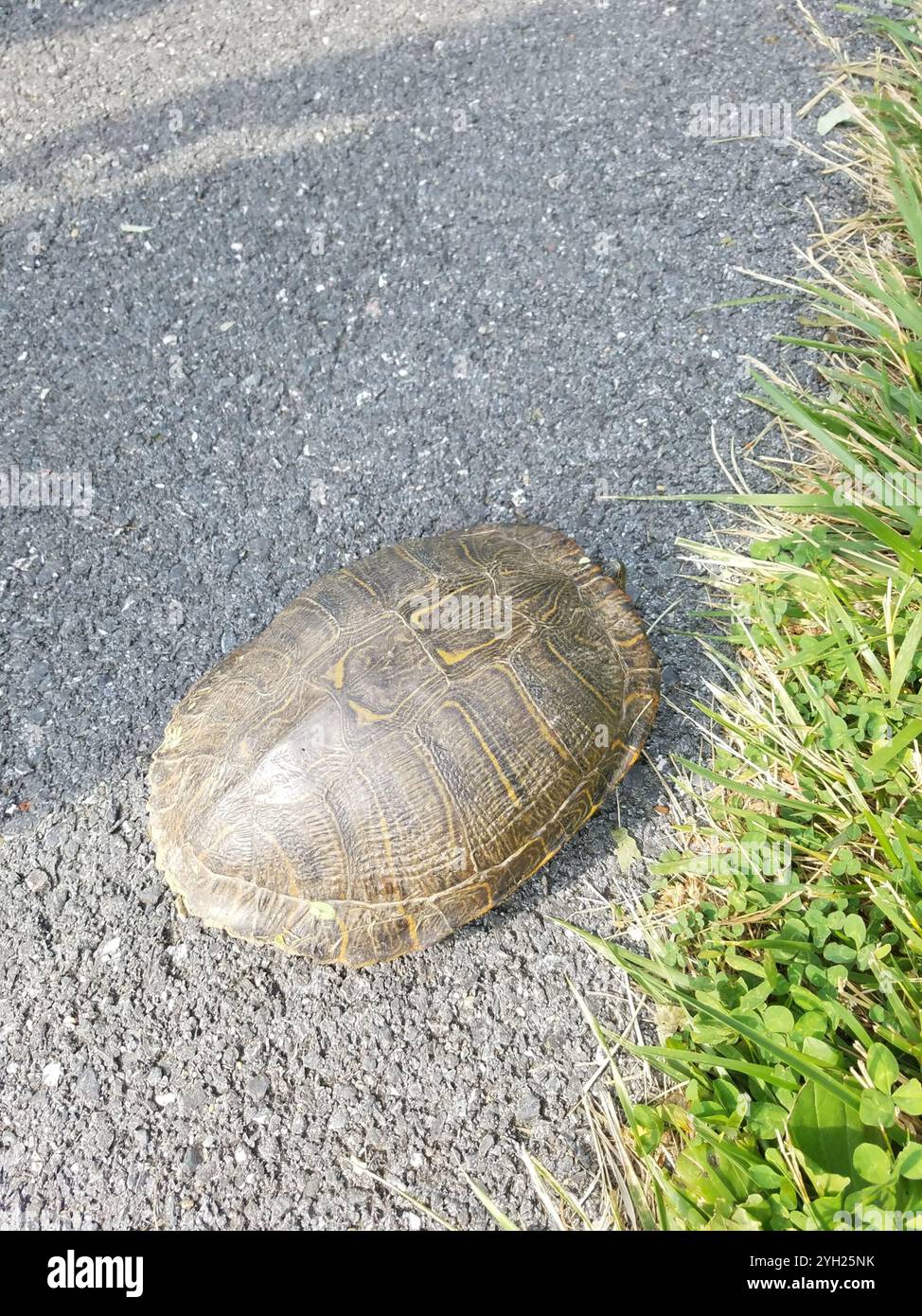 Red-eared Slider (Trachemys scripta elegans Stock Photo - Alamy