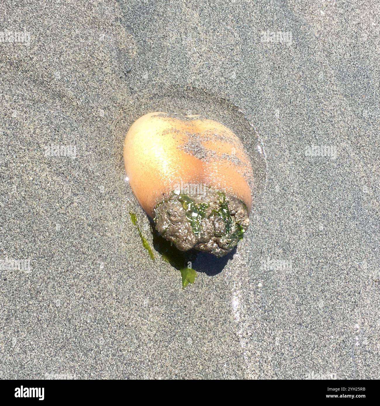 Pacific geoduck hi-res stock photography and images - Alamy