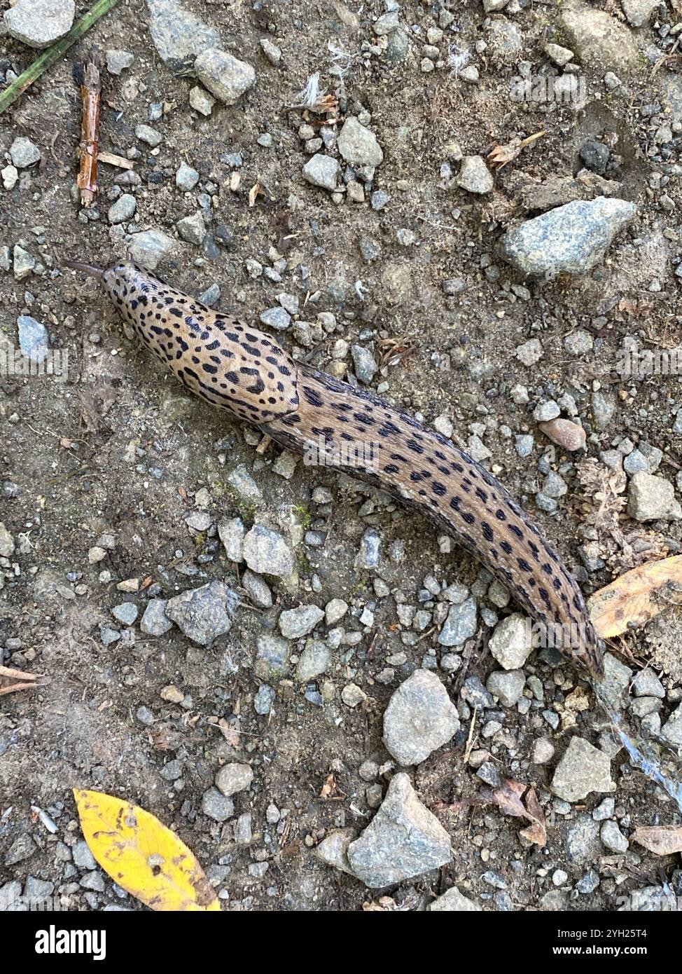 Leopard Slug (Limax maximus Stock Photo - Alamy