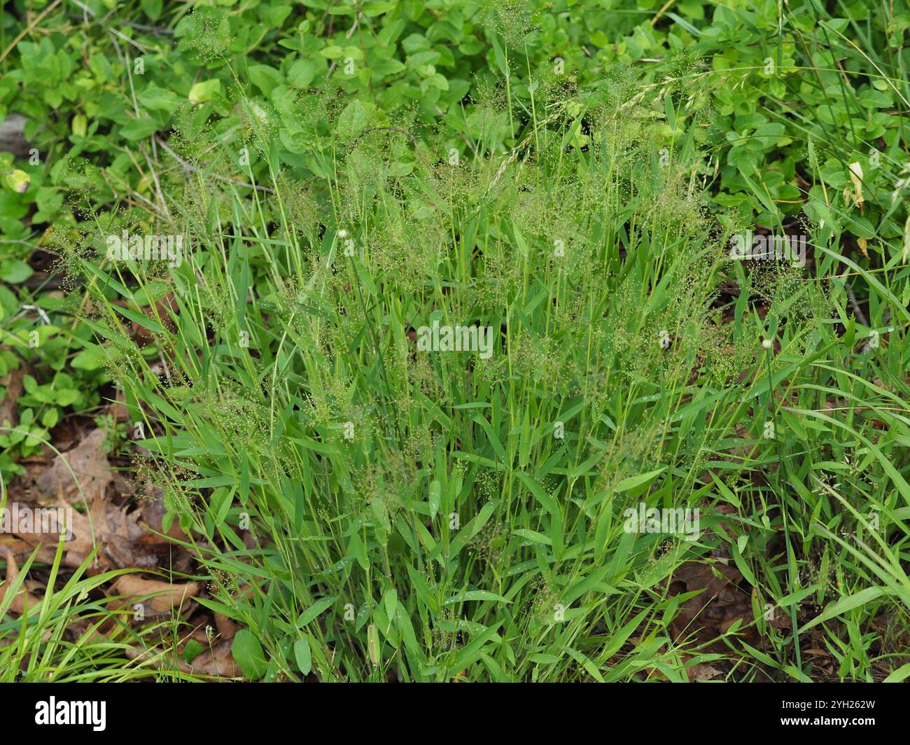 bristlegrasses, rosette grasses, barnyard grasses, and allies (Paniceae ...