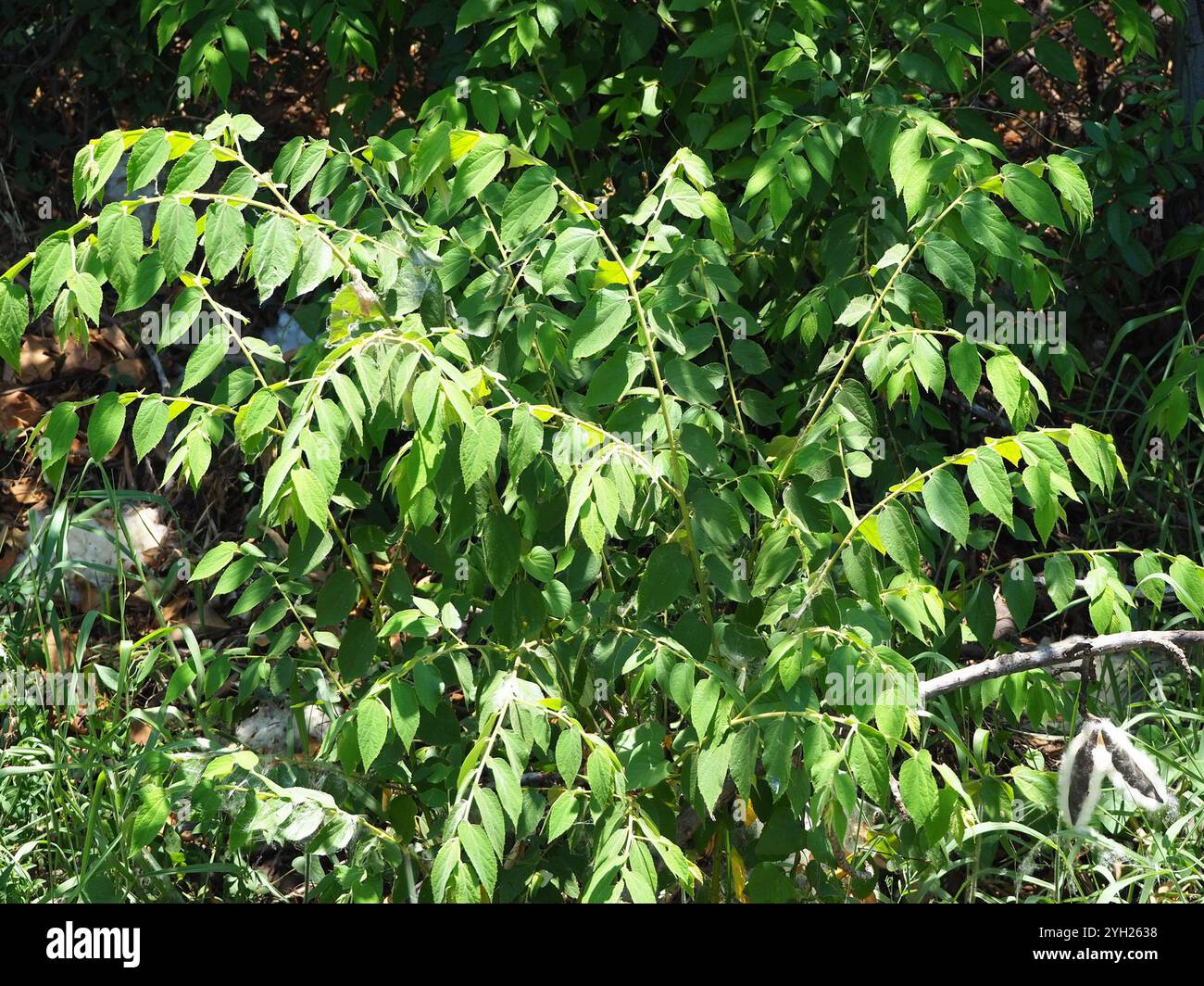 Calabur tree hi-res stock photography and images - Alamy