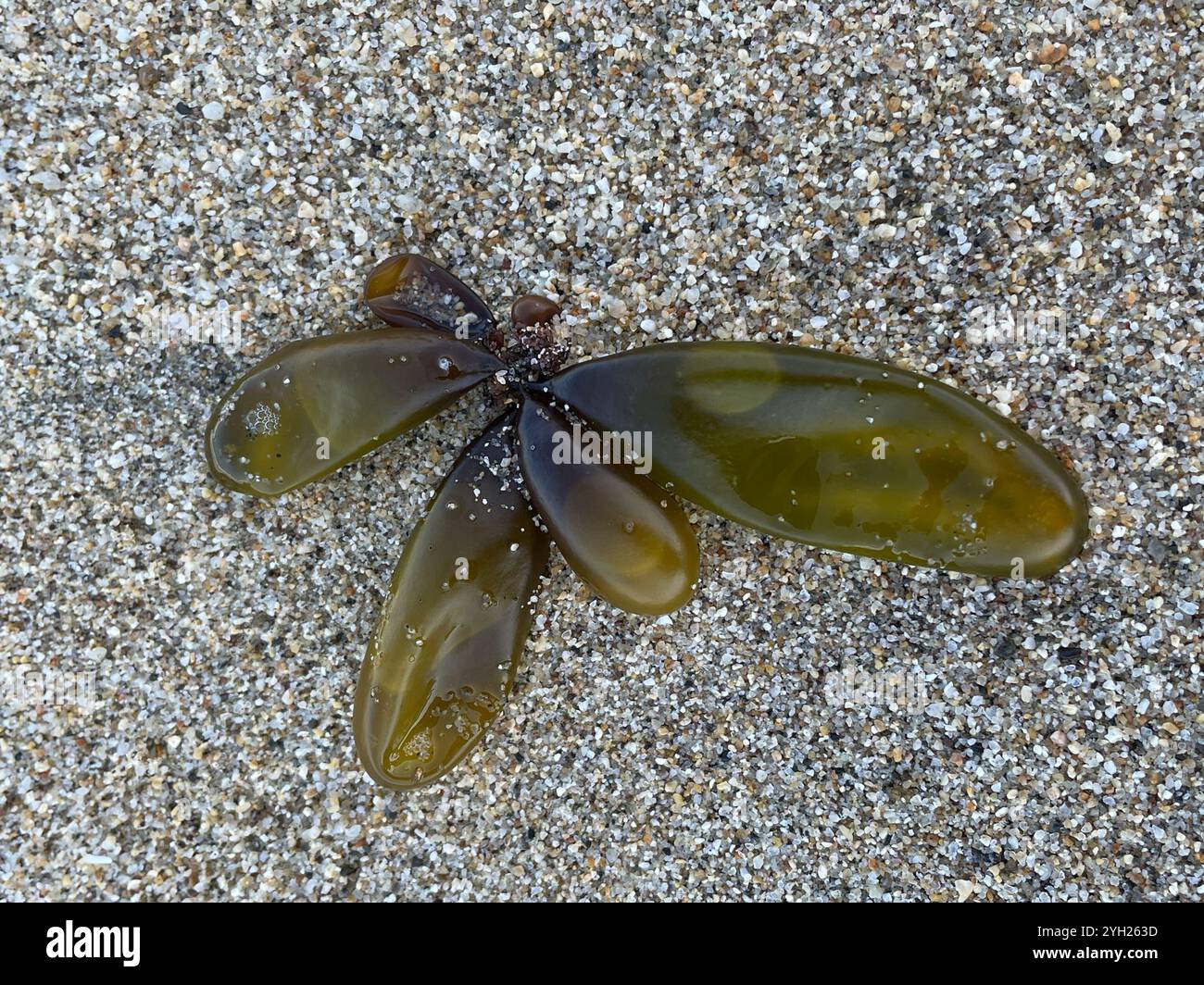 Sea Sacks (Halosaccion glandiforme Stock Photo - Alamy