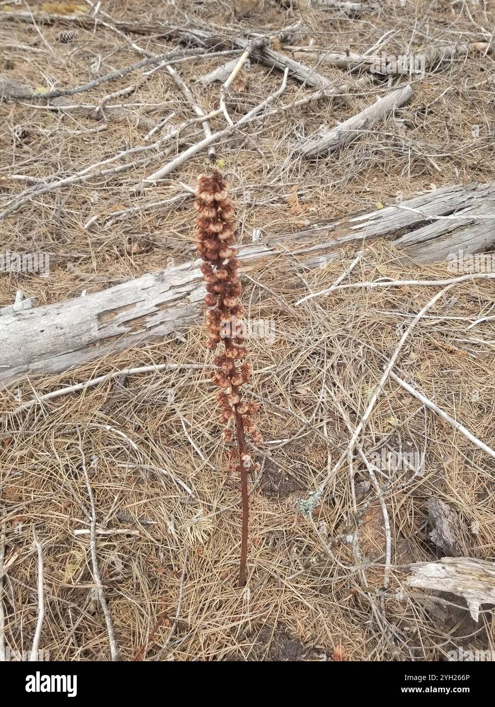 woodland pinedrops (Pterospora andromedea Stock Photo - Alamy