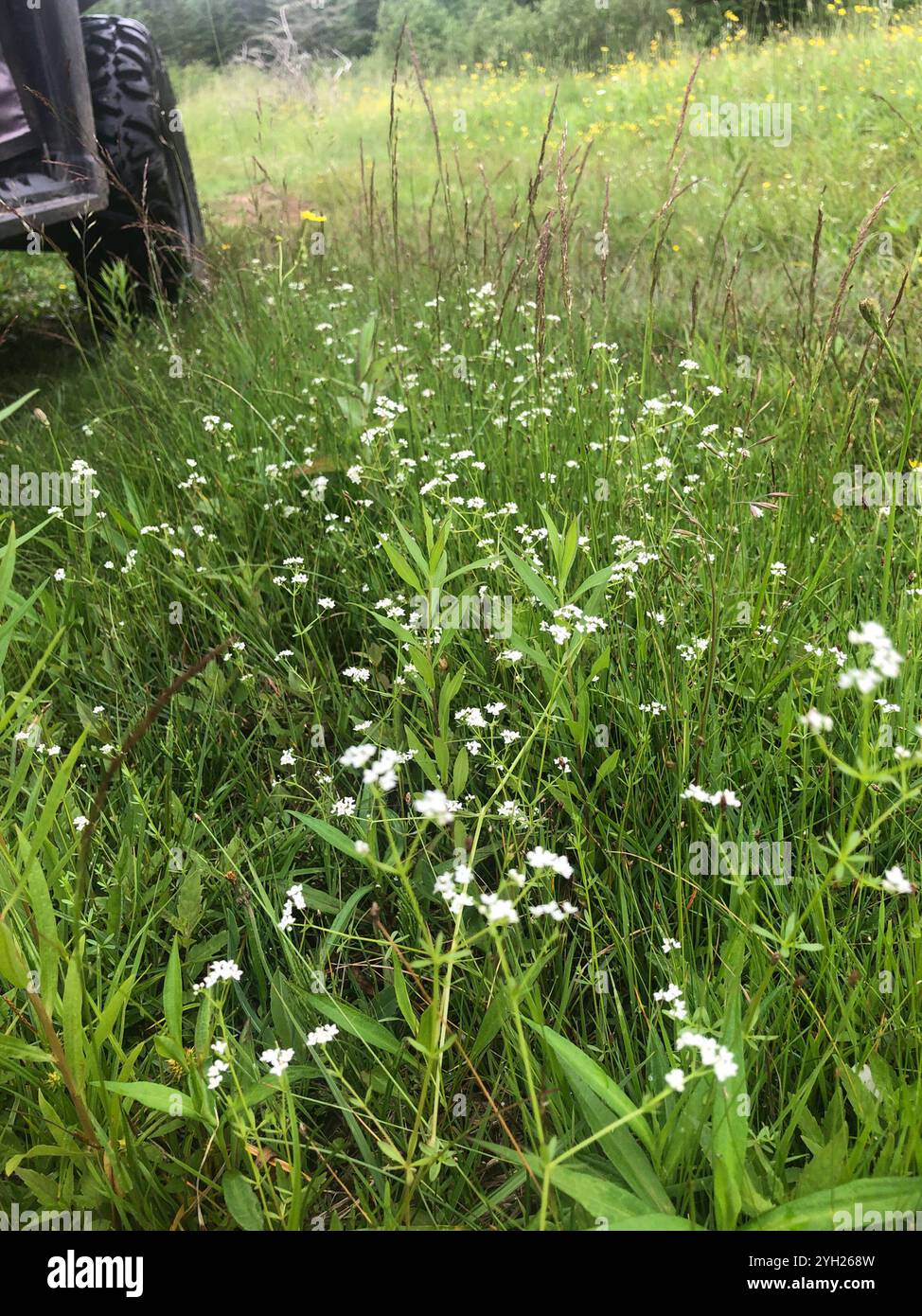 Common Marsh-bedstraw (Galium palustre Stock Photo - Alamy