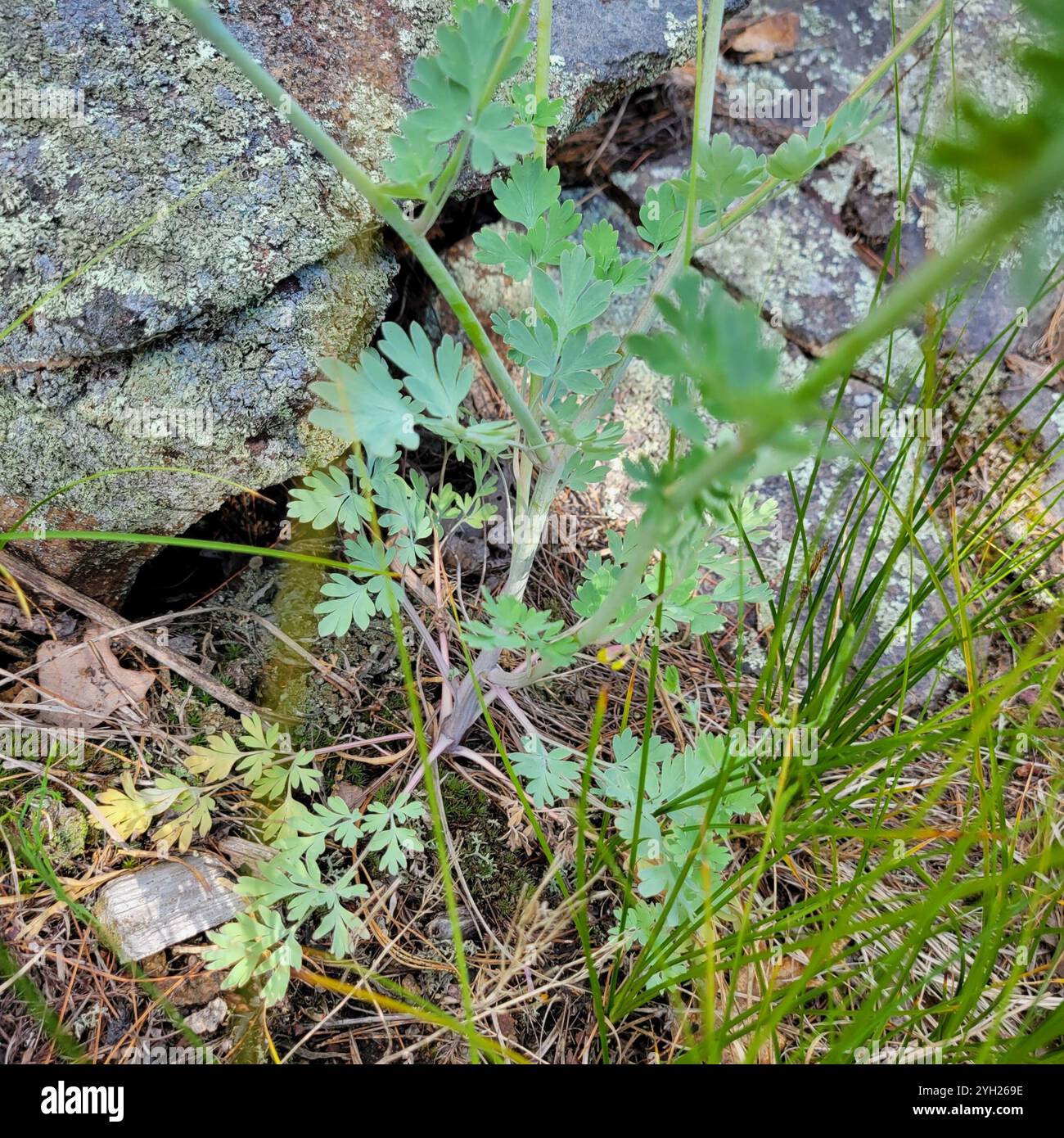 rock harlequin (Capnoides sempervirens Stock Photo - Alamy