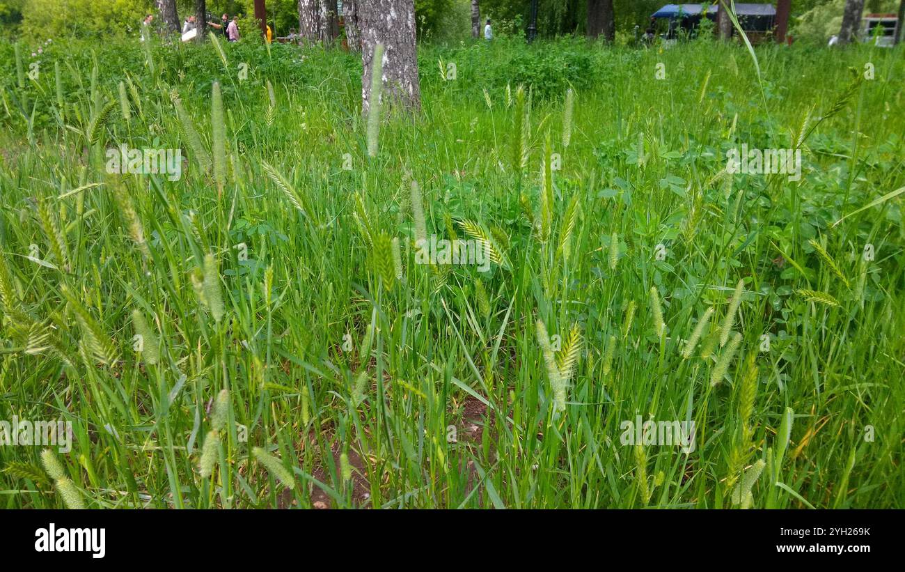 Crested wheatgrass hi-res stock photography and images - Alamy