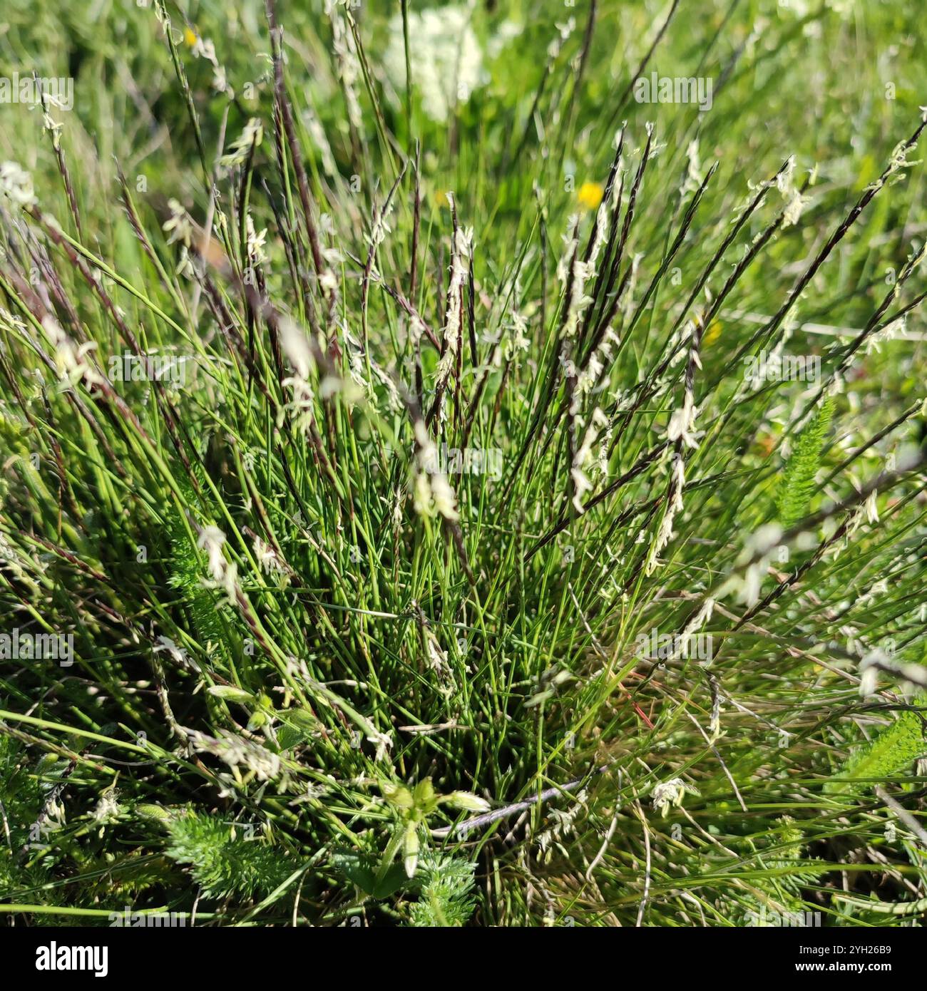 Nardus stricta hi-res stock photography and images - Alamy