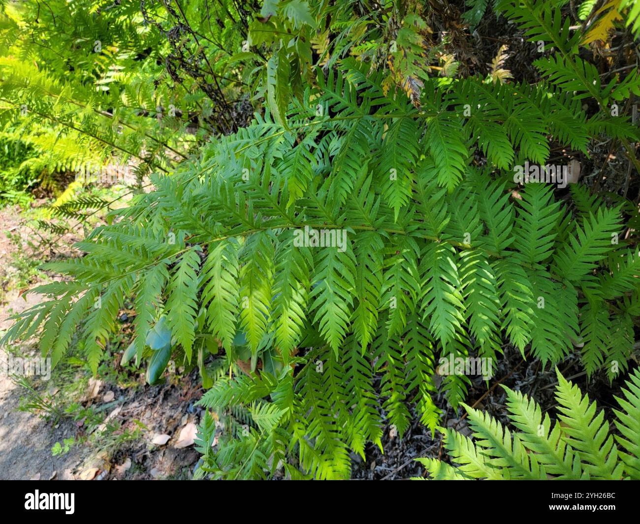 giant chain fern (Woodwardia fimbriata Stock Photo - Alamy