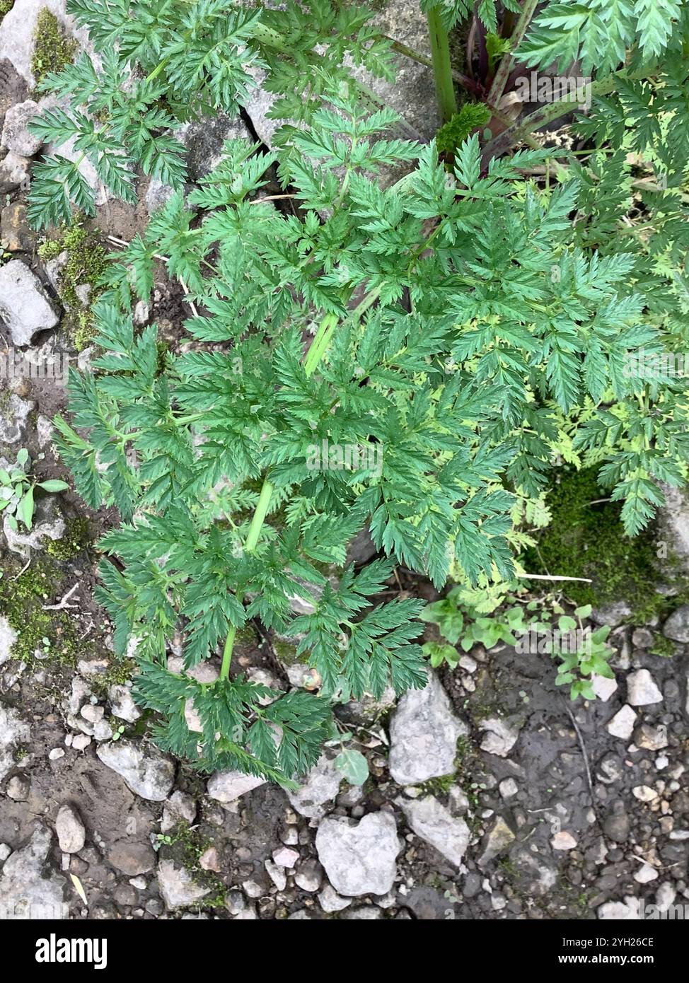 poison hemlock (Conium maculatum Stock Photo - Alamy