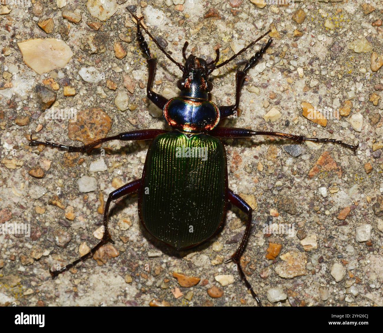 Fiery Searcher (Calosoma scrutator Stock Photo - Alamy