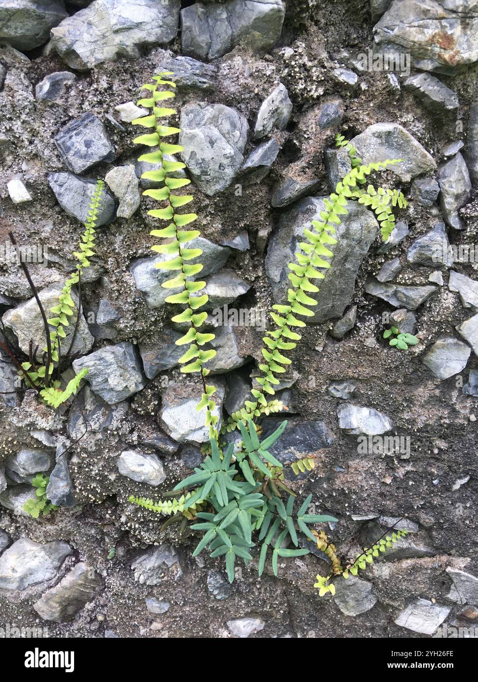 smooth cliffbrake (Pellaea glabella Stock Photo - Alamy