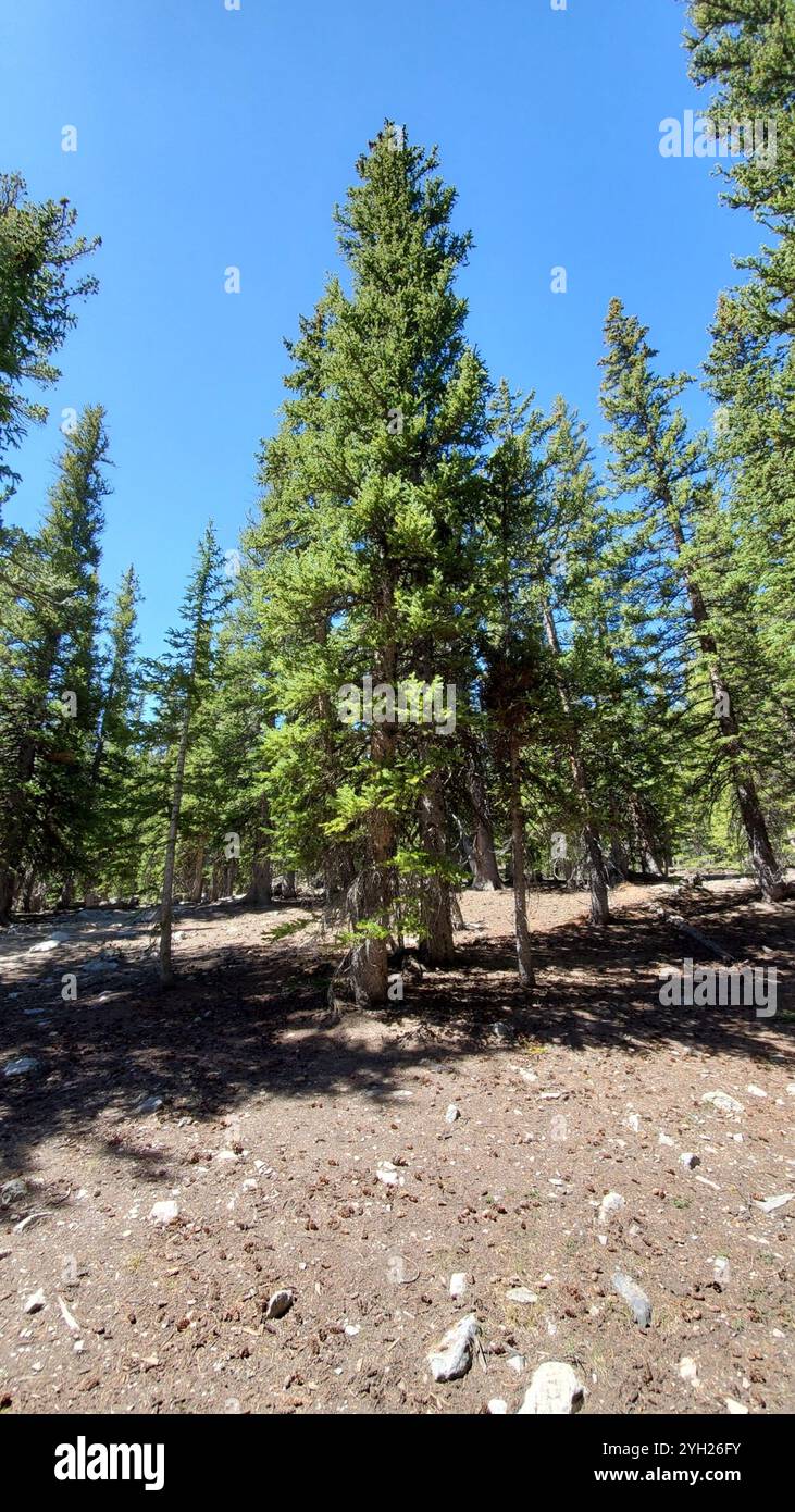 Engelmann spruce (Picea engelmannii Stock Photo - Alamy