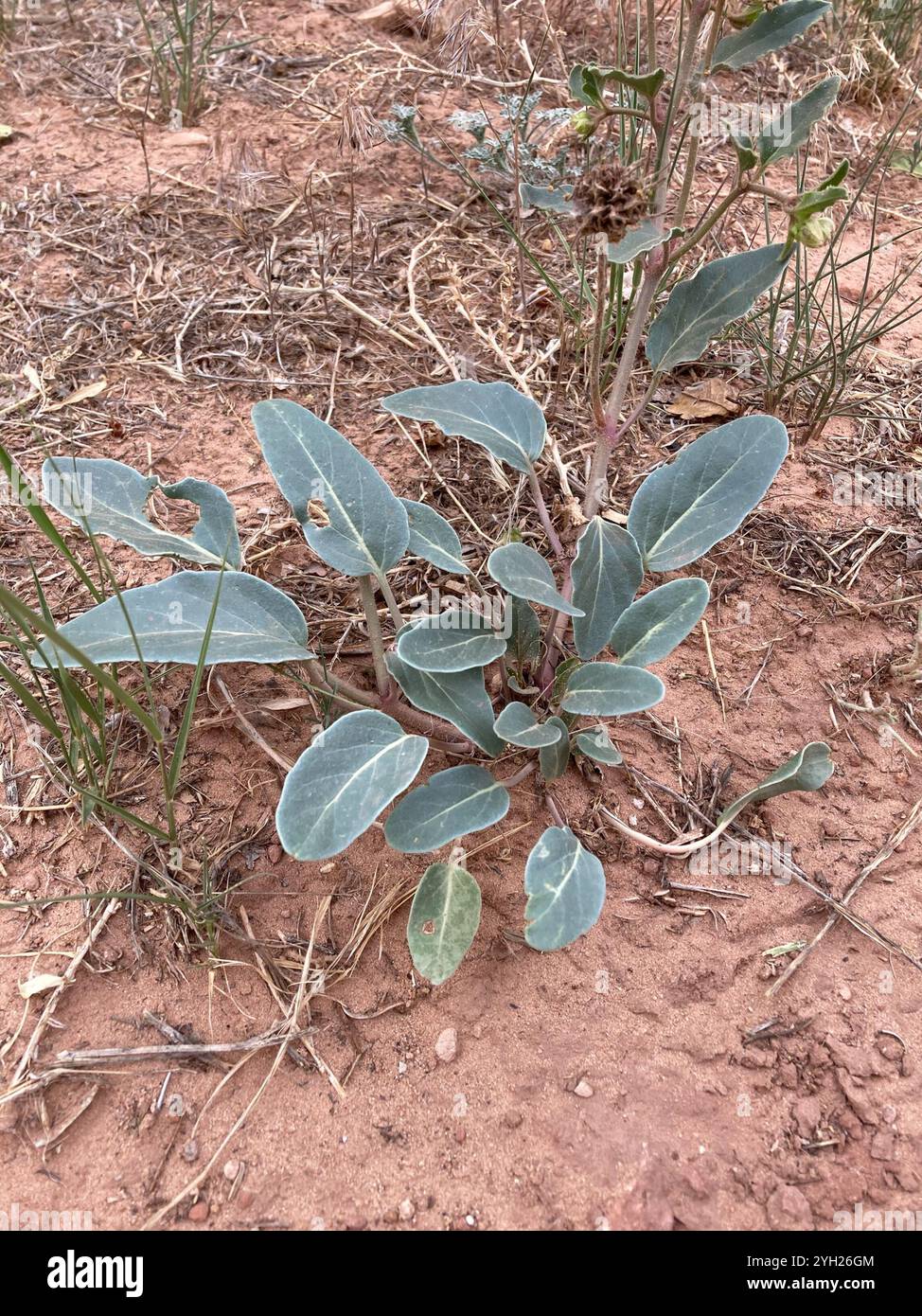 Snowball Sand Verbena (Abronia fragrans Stock Photo - Alamy