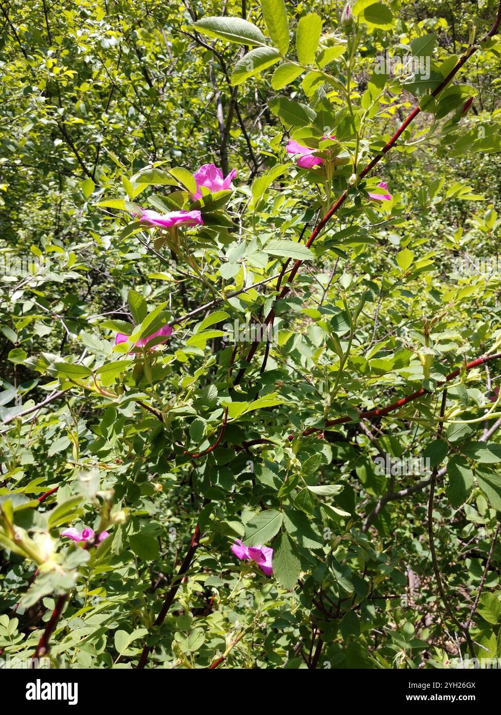smooth rose (Rosa blanda Stock Photo - Alamy