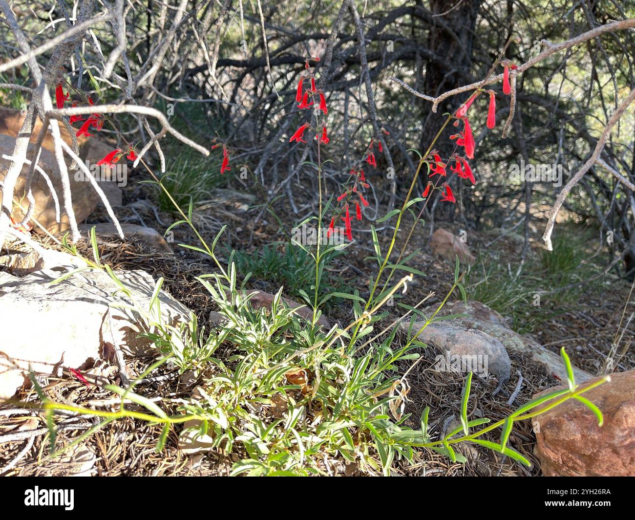 Bridges penstemon hi-res stock photography and images - Alamy