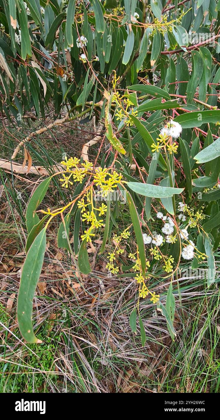 Eucalyptus sieberi hi-res stock photography and images - Alamy