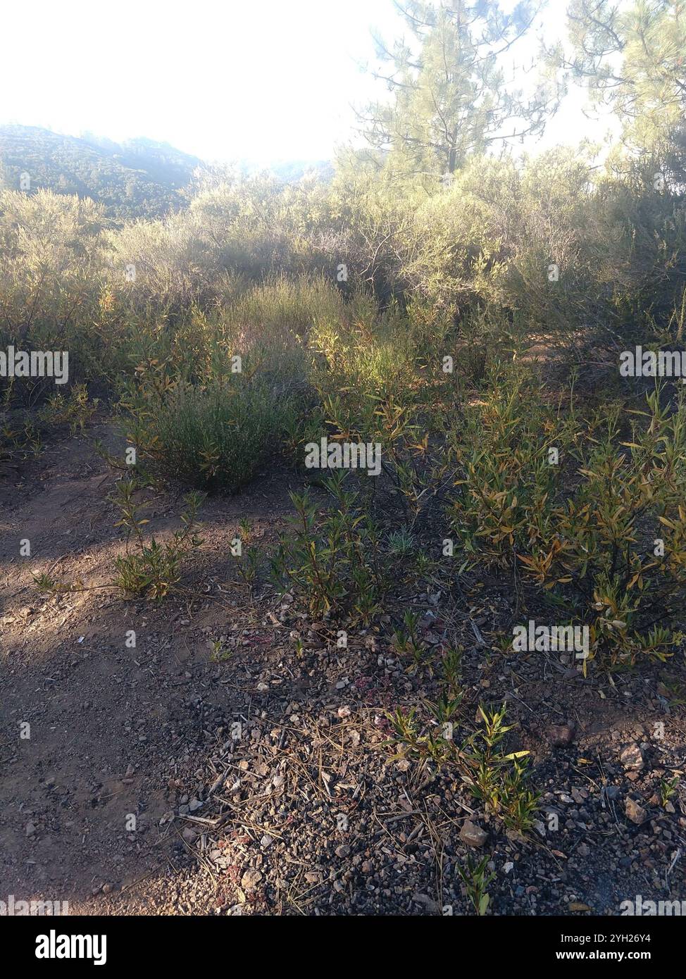 Turkish rugging (Chorizanthe staticoides Stock Photo - Alamy