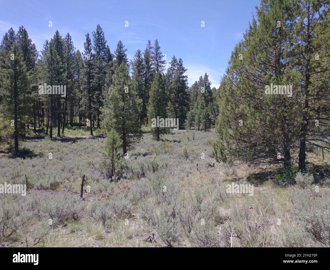 western juniper (Juniperus occidentalis Stock Photo - Alamy