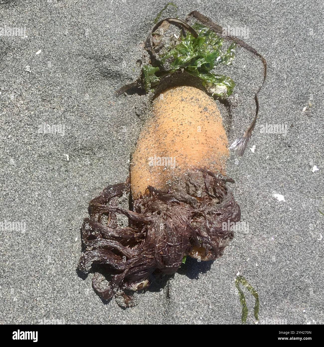 Pacific geoduck hi-res stock photography and images - Alamy
