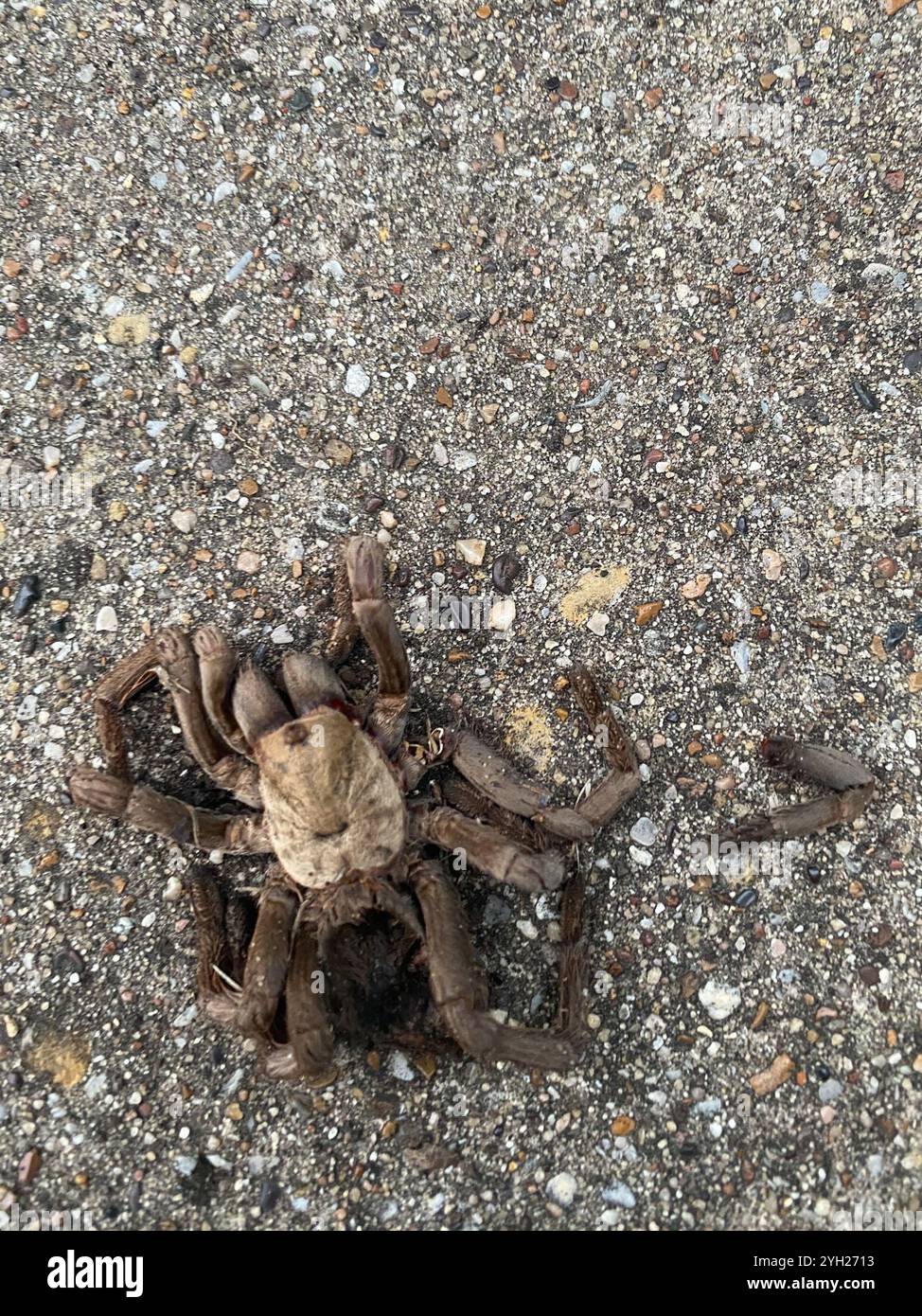 Texas Brown Tarantula (Aphonopelma hentzi Stock Photo - Alamy