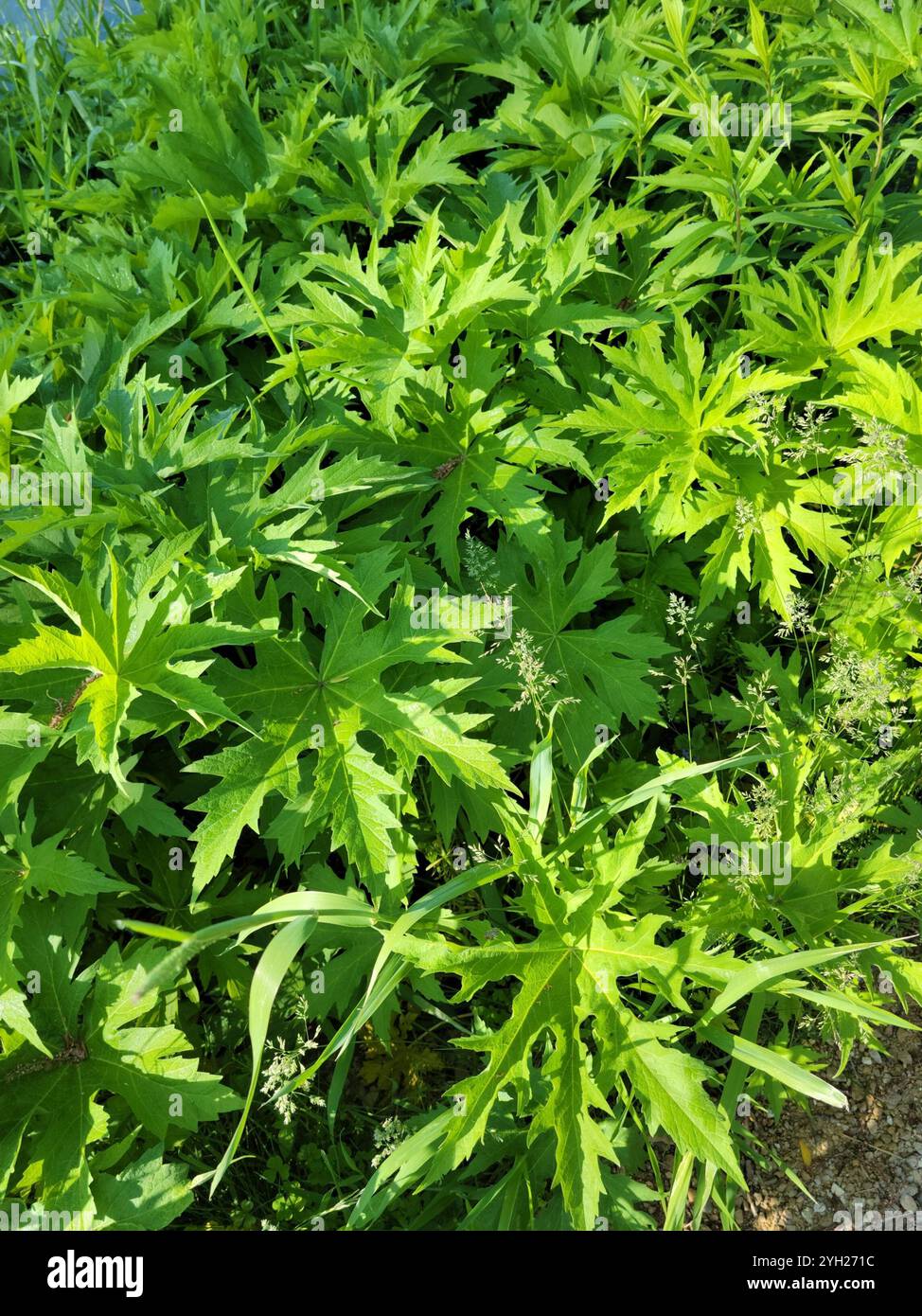 Glade Mallow (Napaea dioica Stock Photo - Alamy