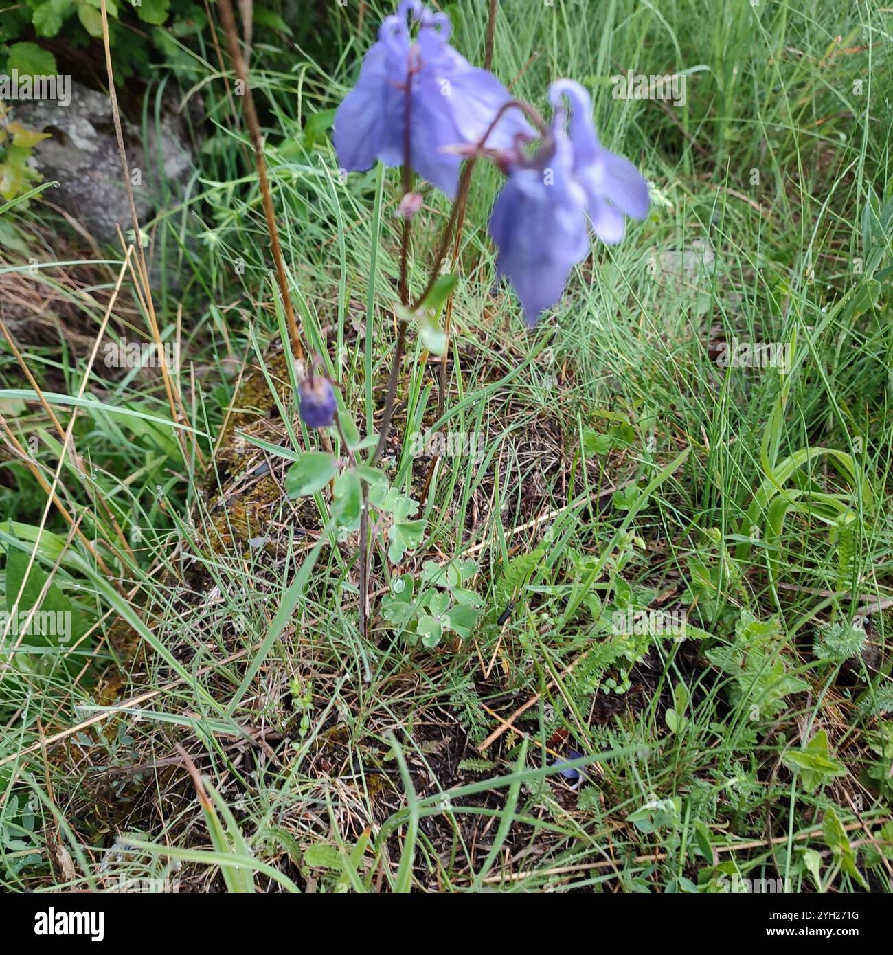 common columbine (Aquilegia vulgaris Stock Photo - Alamy