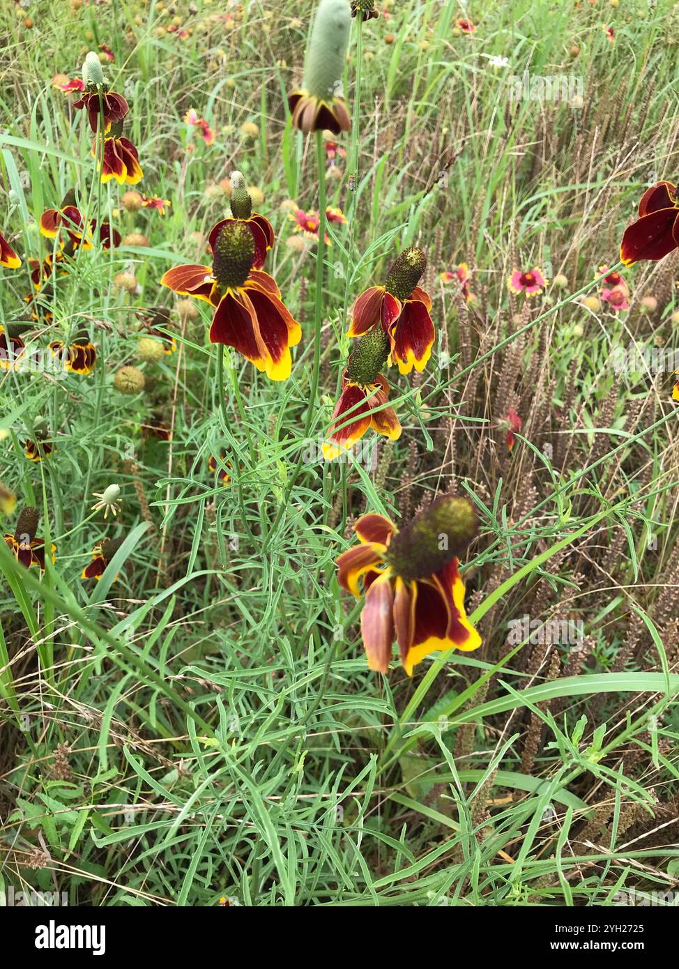 upright prairie coneflower (Ratibida columnifera Stock Photo - Alamy