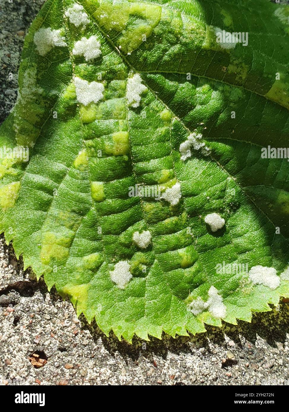 Lime felt gall mite hi-res stock photography and images - Alamy