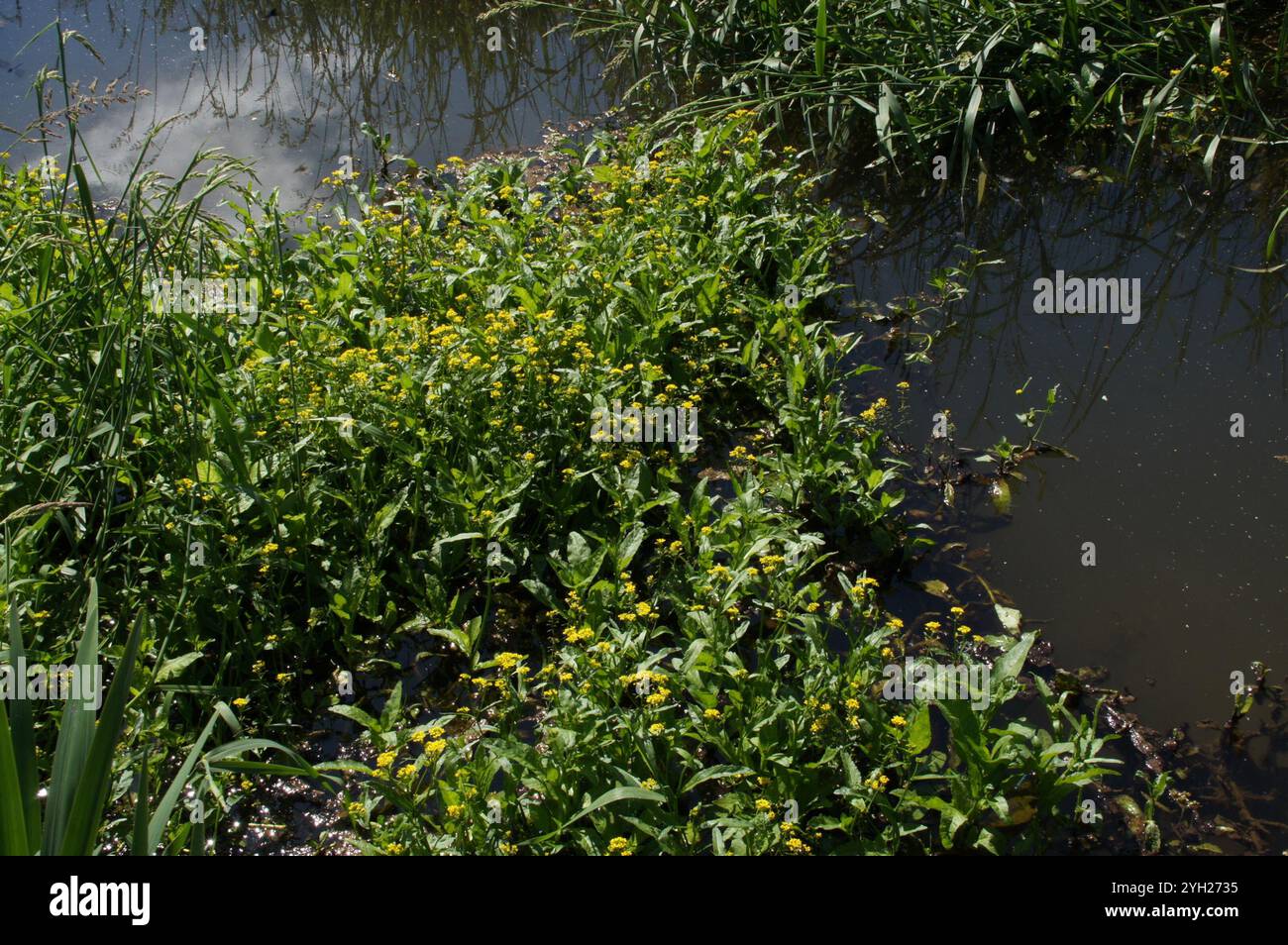 Amphibious Yellowcress (Rorippa amphibia Stock Photo - Alamy