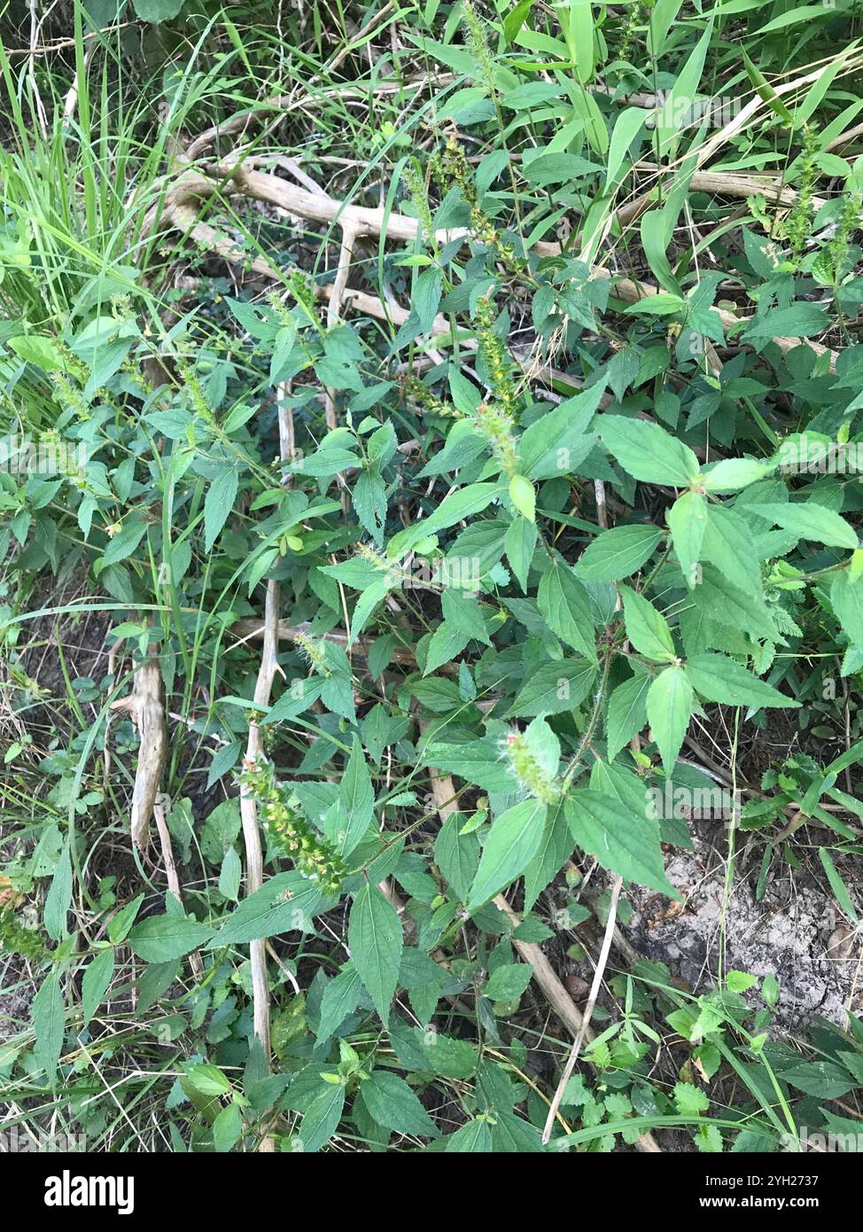 shrubby copperleaf (Acalypha phleoides Stock Photo - Alamy