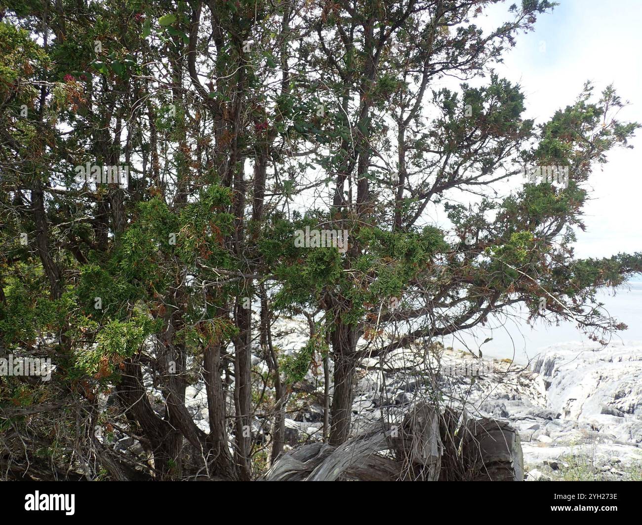 Seaside Juniper (Juniperus maritima Stock Photo - Alamy