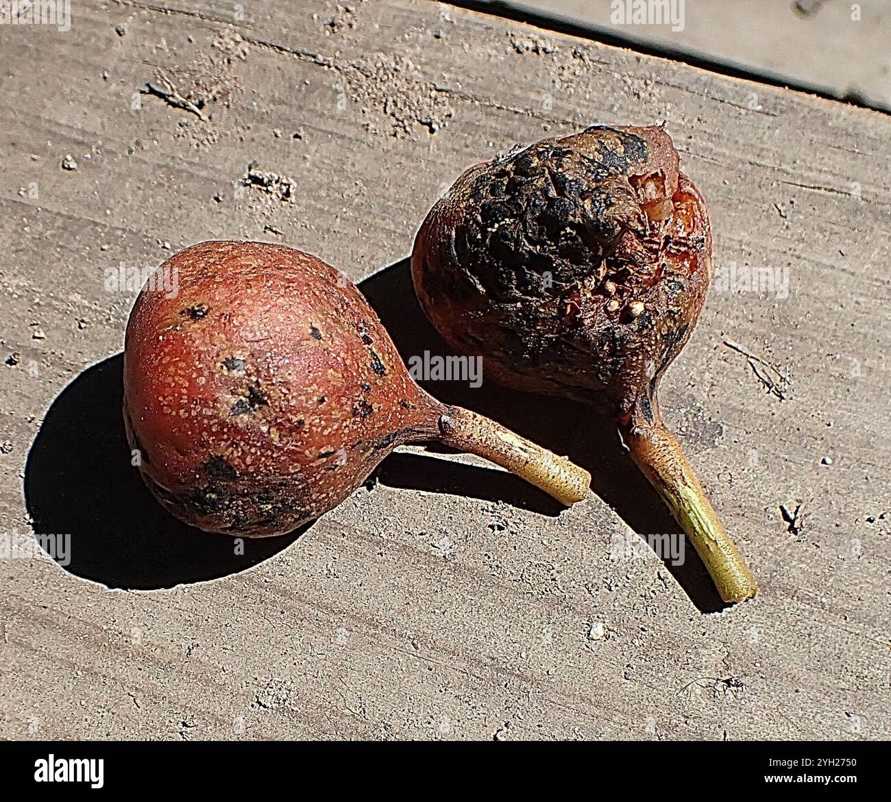 Ficus sur hi-res stock photography and images - Alamy