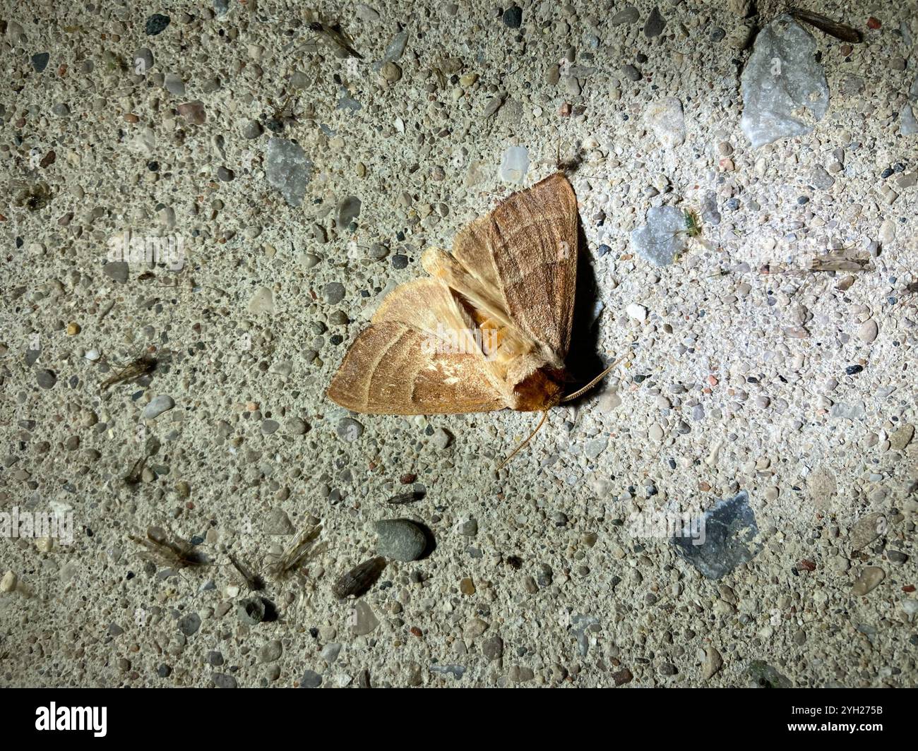 Walnut Caterpillar Moth (Datana integerrima Stock Photo - Alamy