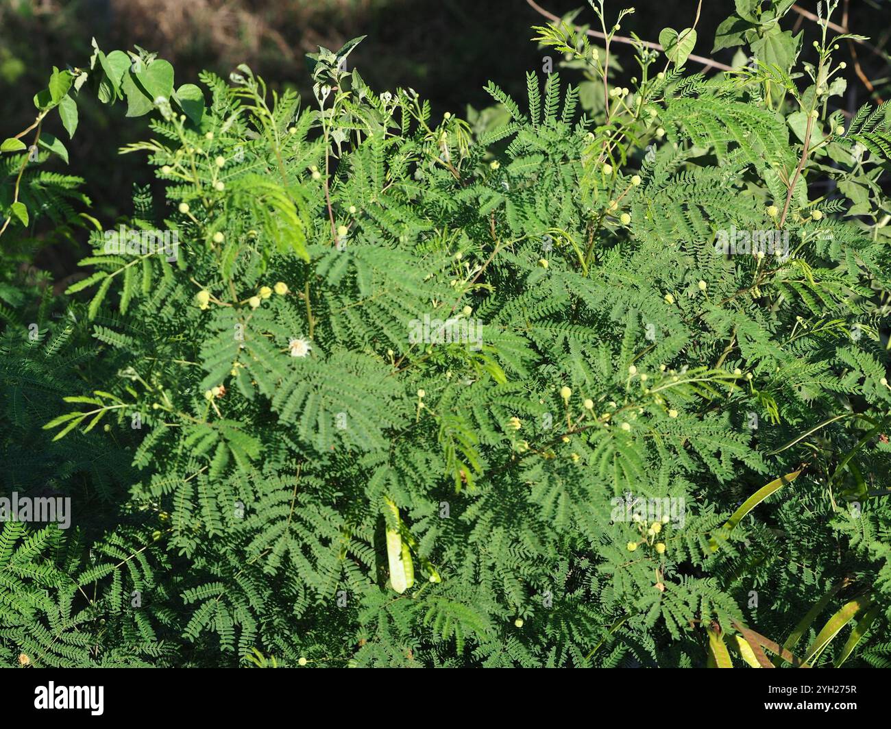 White leadtree (Leucaena leucocephala Stock Photo - Alamy